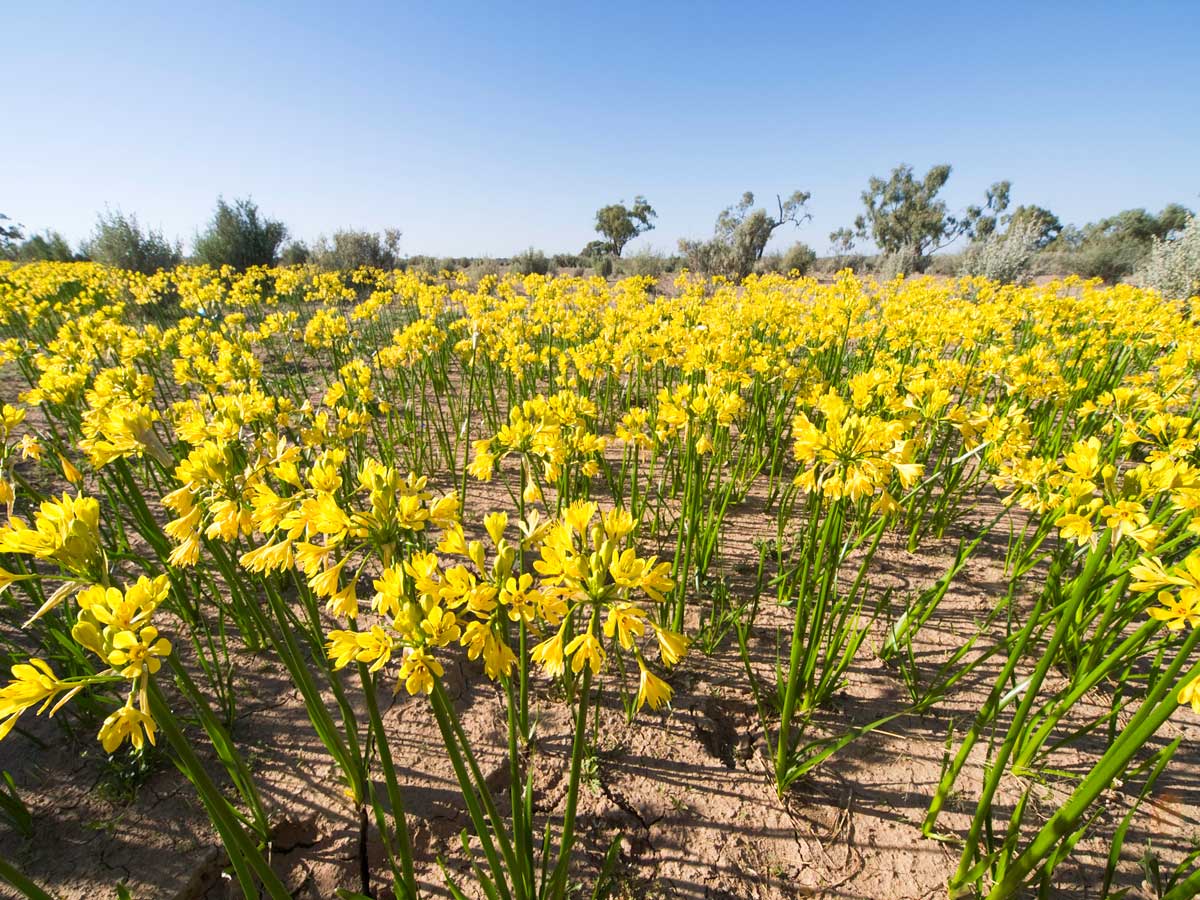 Discover The Outback Experience at Trilby Station in Western NSW.